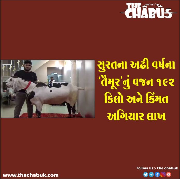 સુરતના અઢી વર્ષના ‘તૈમૂર’નું વજન 192 કિલો અને કિંમત અગિયાર લાખ